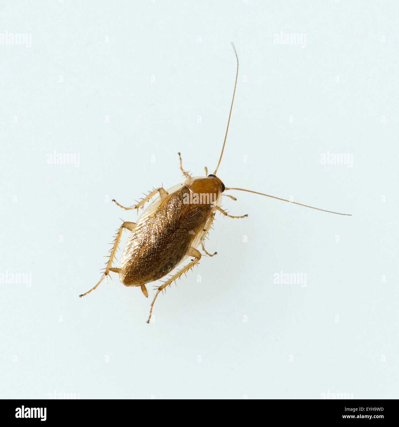 Deutsche Schabe, Blattella germanica Stock Photo - Alamy