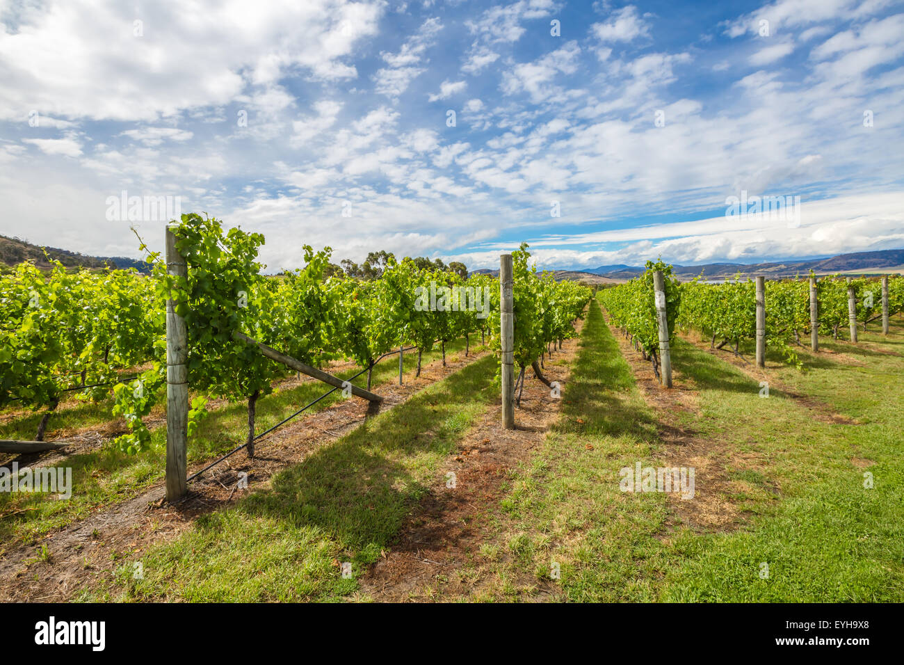 Australian winery hi-res stock photography and images - Alamy
