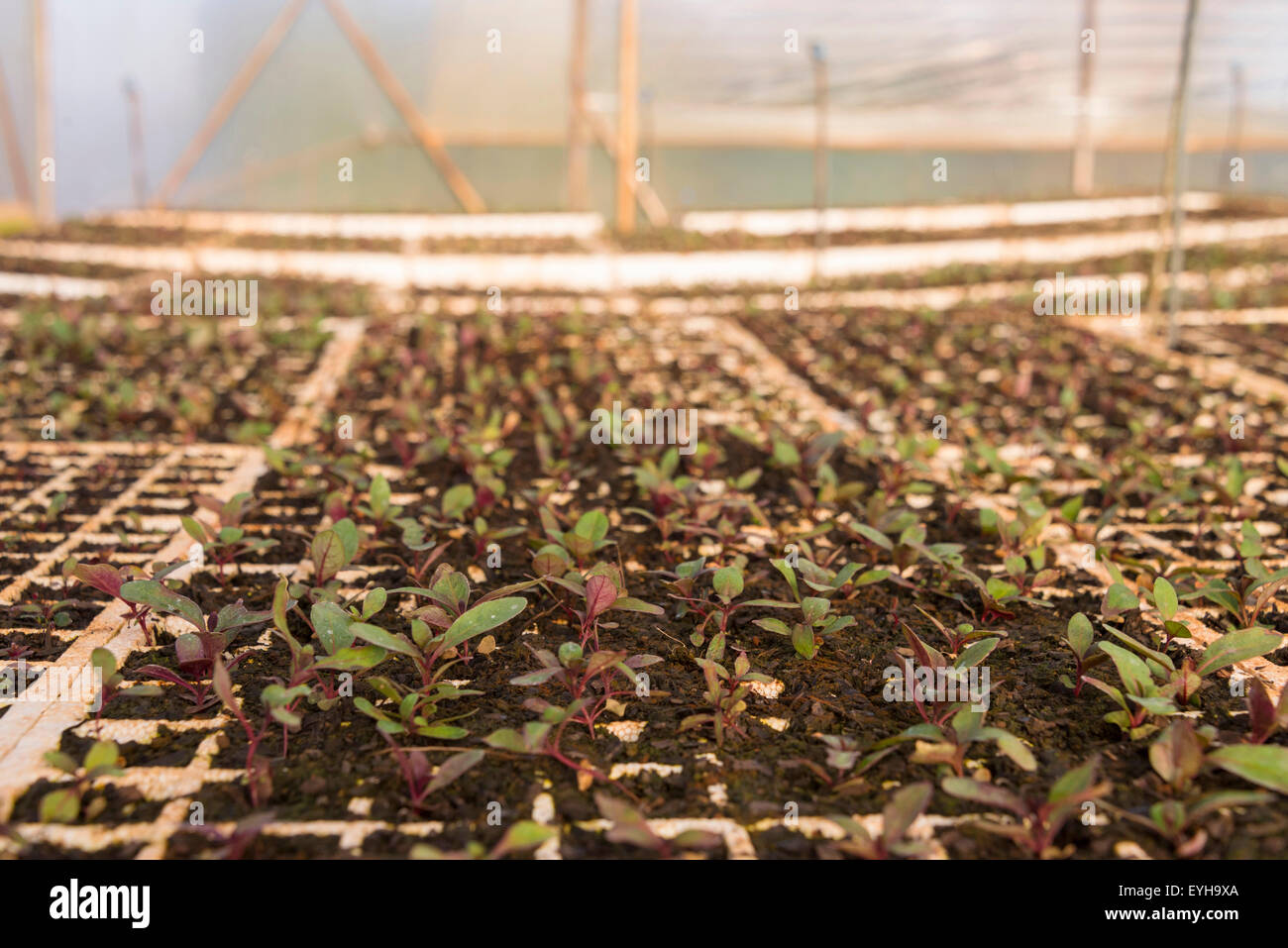Gum tree seedlings hi-res stock photography and images - Alamy