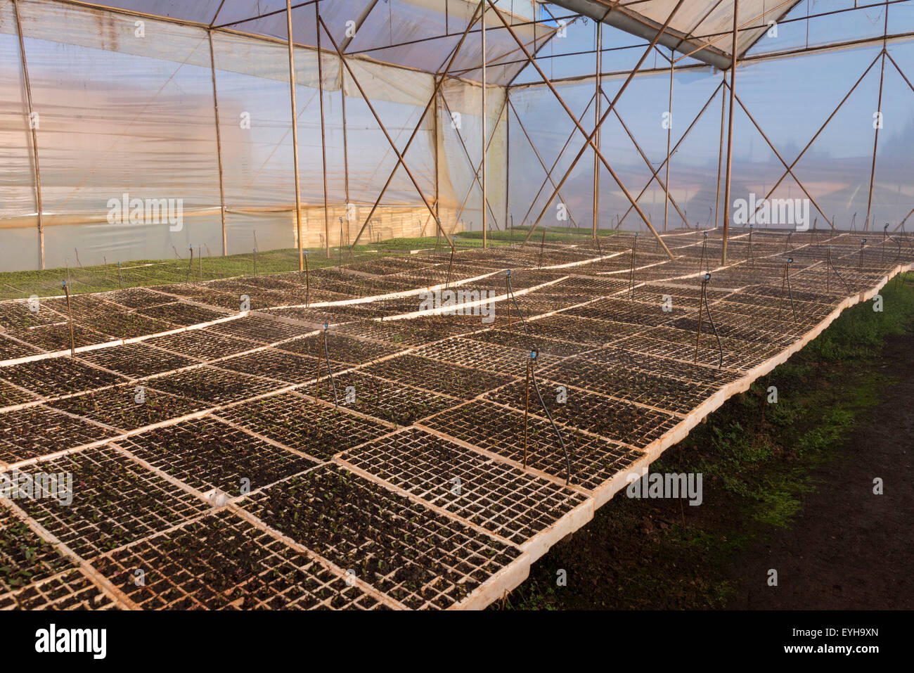 Gum tree seedlings hi-res stock photography and images - Alamy