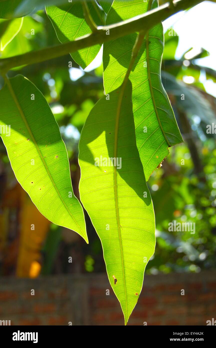 Mango tree leaves hi-res stock photography and images - Alamy