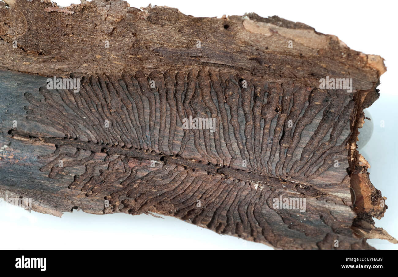 Borkenkaefer freigestellt hi-res stock photography and images - Alamy