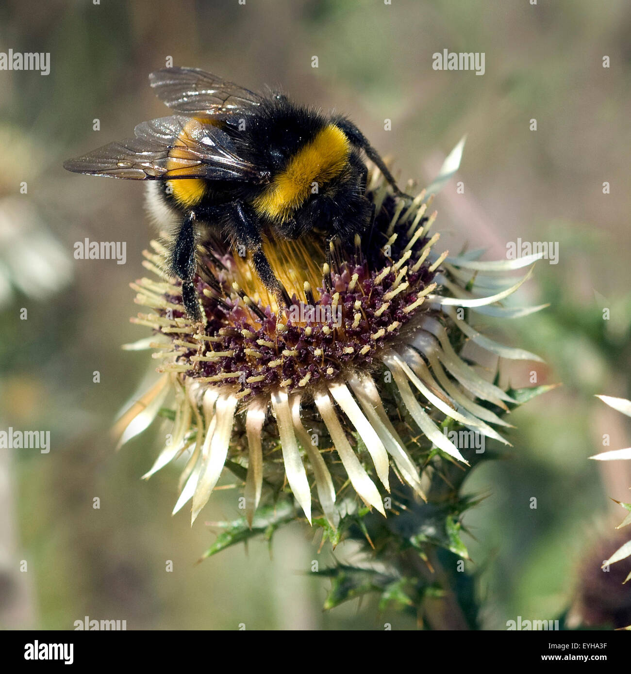 Kleine erdhummel hi-res stock photography and images - Alamy