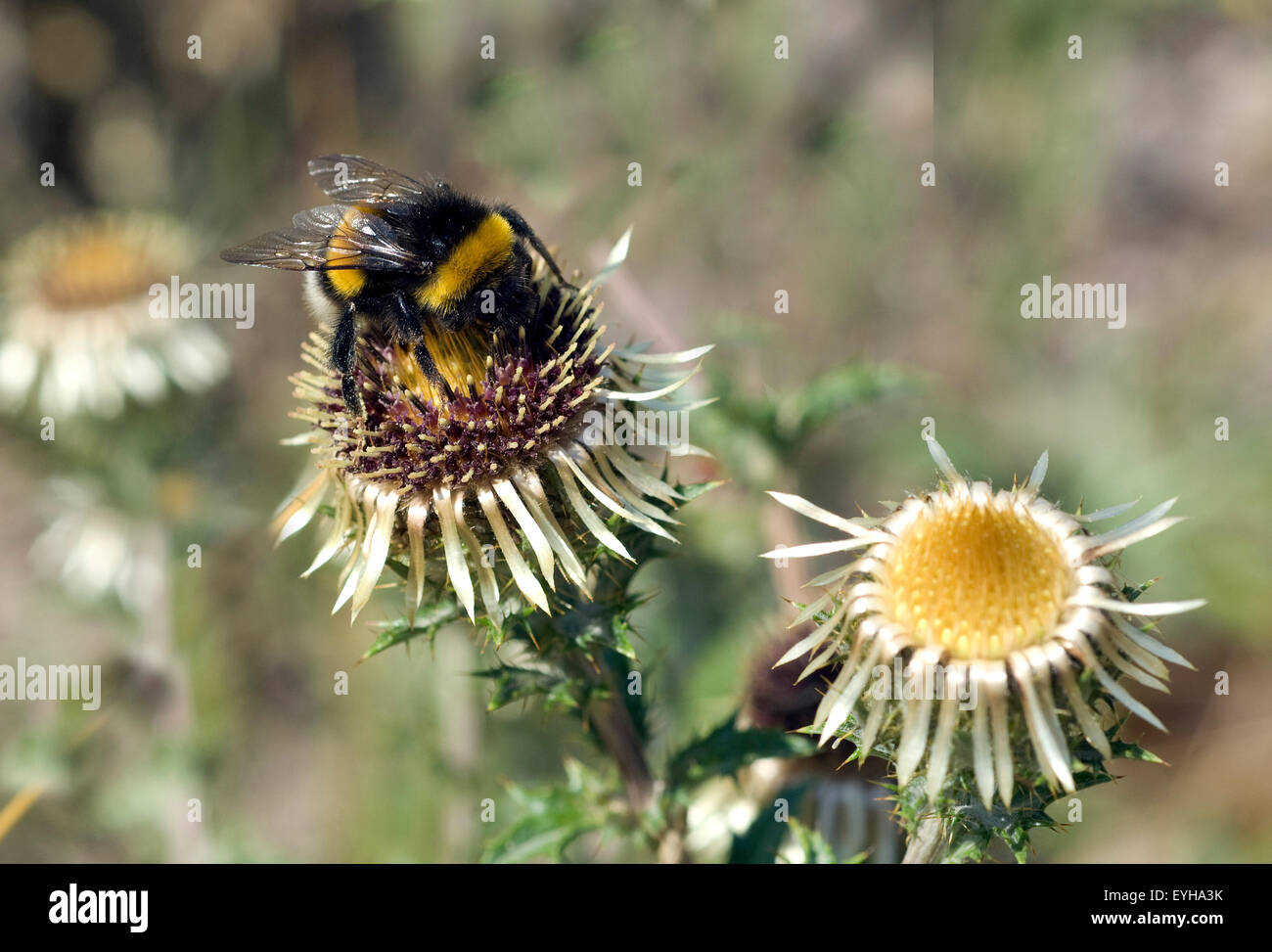 Erdhummel, Hummel, Insekt, Golddistel, Carlina vulgaris, Gemeine ...