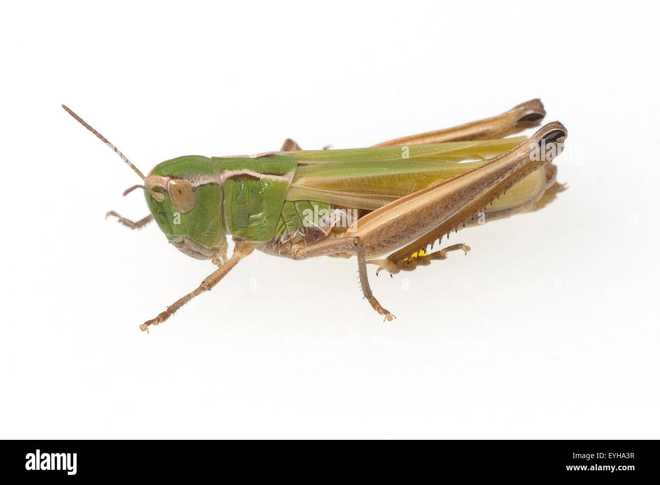 Insekt heuschrecke hi-res stock photography and images - Alamy