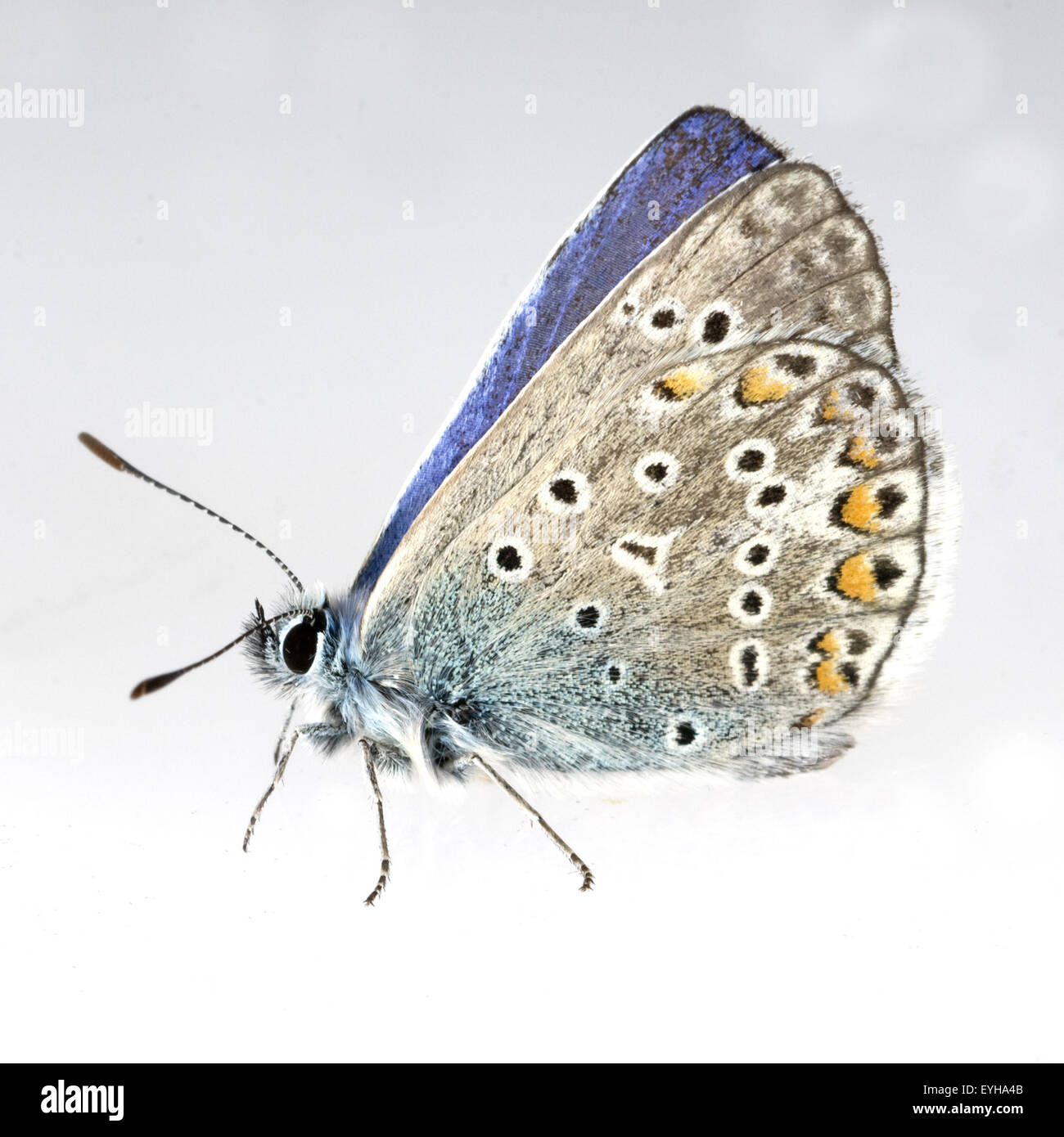 Kronwicken-Blaeuling; Plebeius, argyrognomon Stock Photo - Alamy