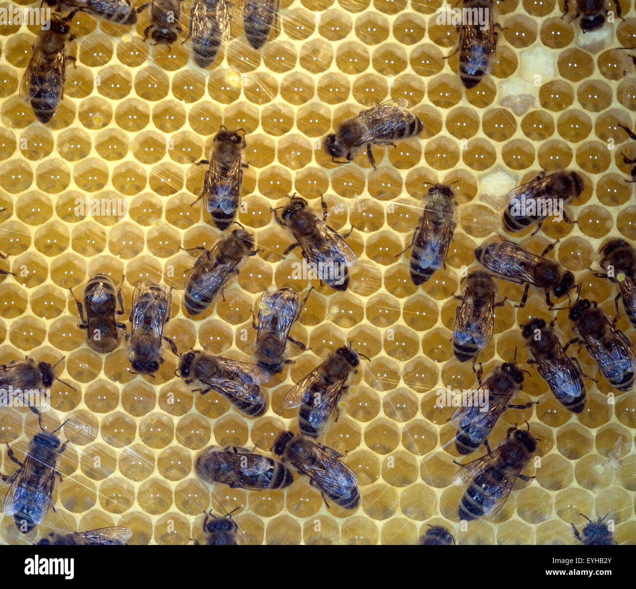Biene; Apis, mellifera; Honigbiene, Waben, Wabe Stock Photo - Alamy
