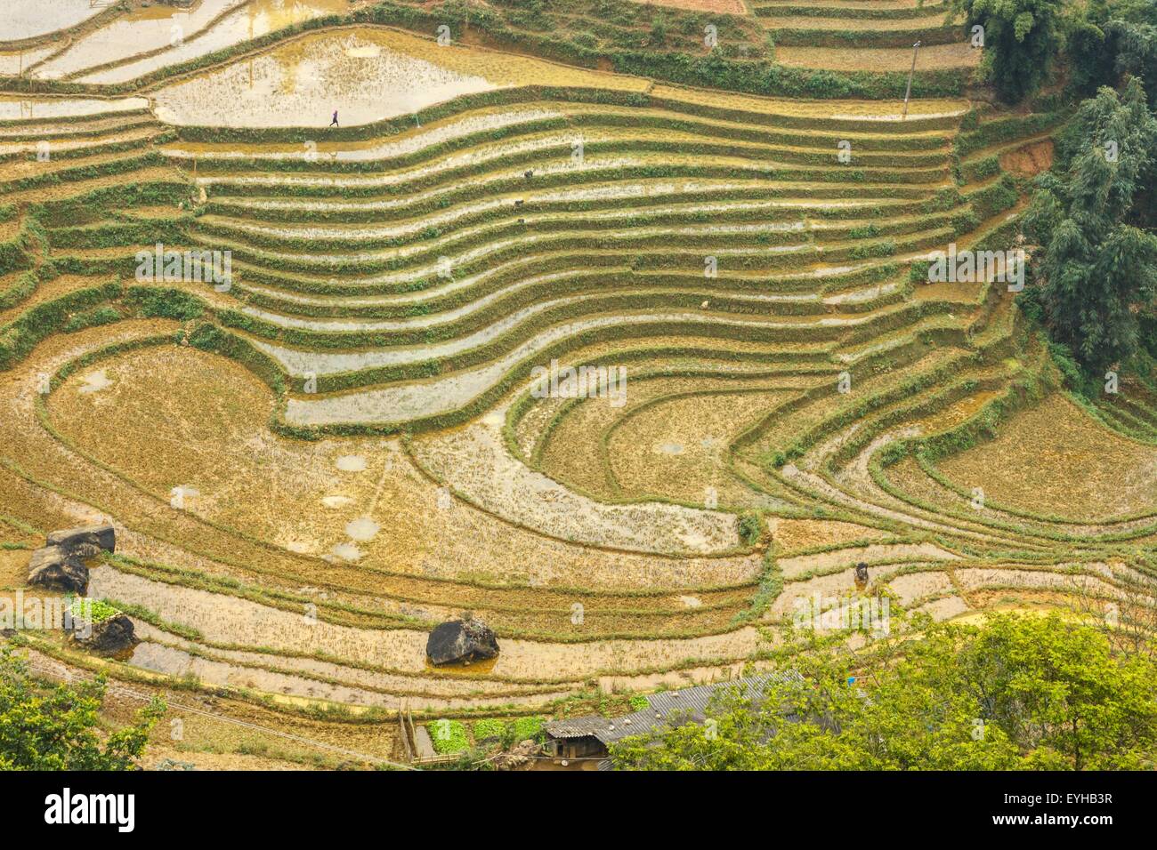 Curve of rice terraces at the mountains in Tavan Village Sapa, Vietnam ...