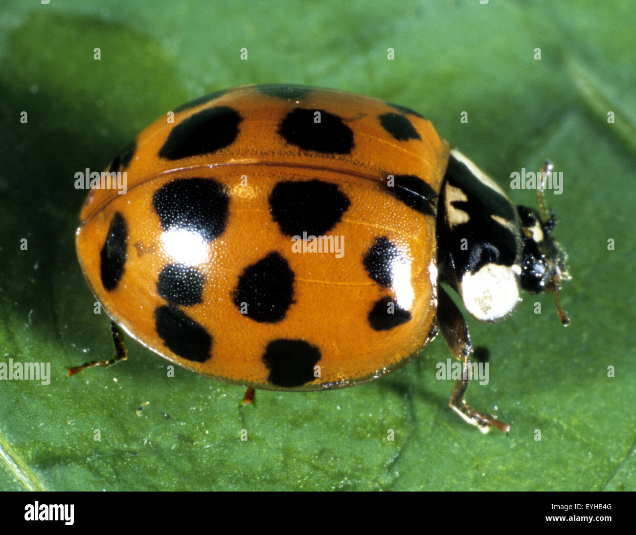 Japanischer marienkaefer hi-res stock photography and images - Alamy