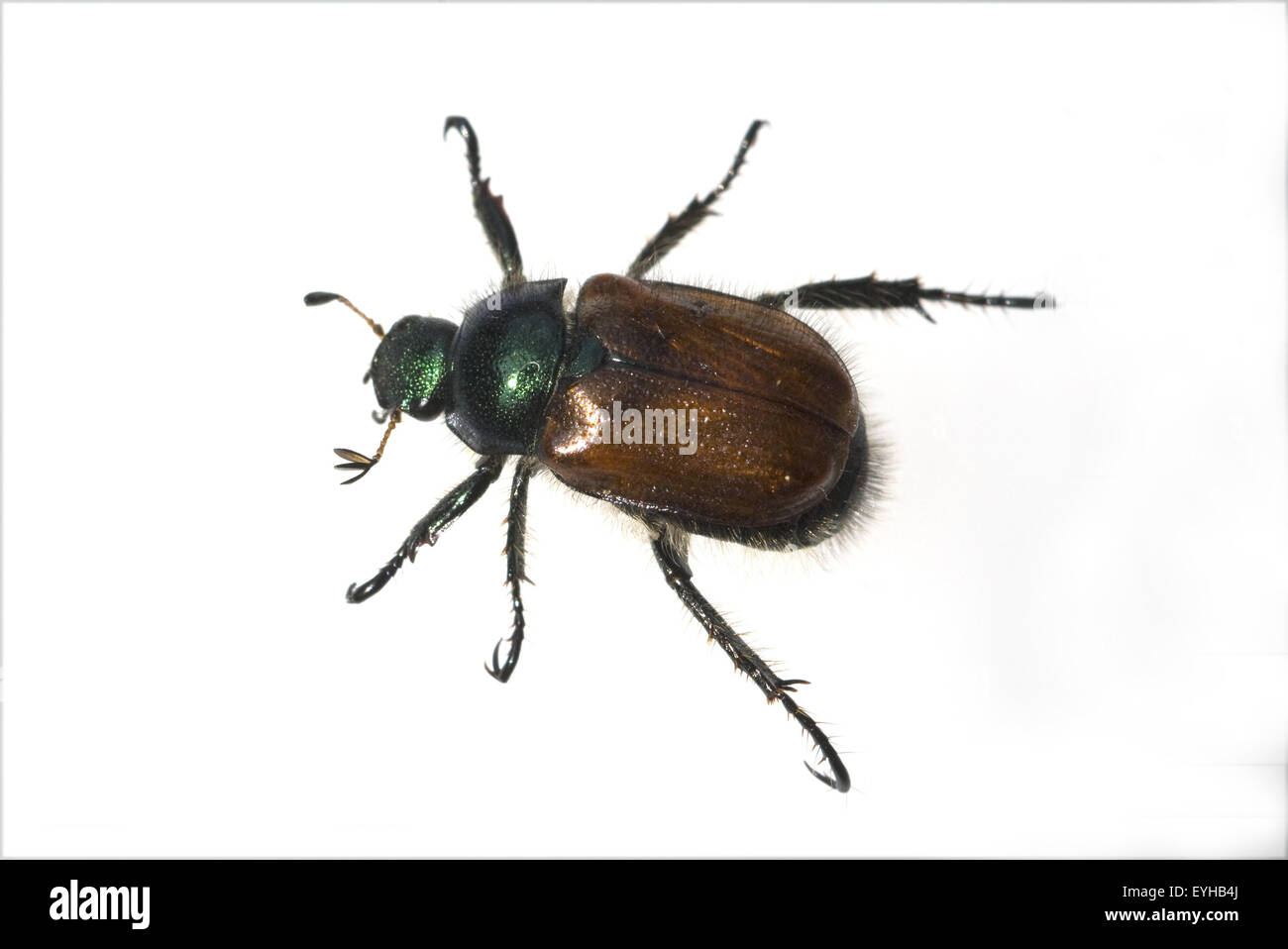 Julikaefer, Anomala, Dubia Stock Photo - Alamy