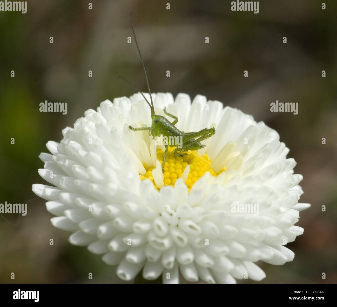 Plumpschrecke; Isophya kraussi Stock Photo - Alamy