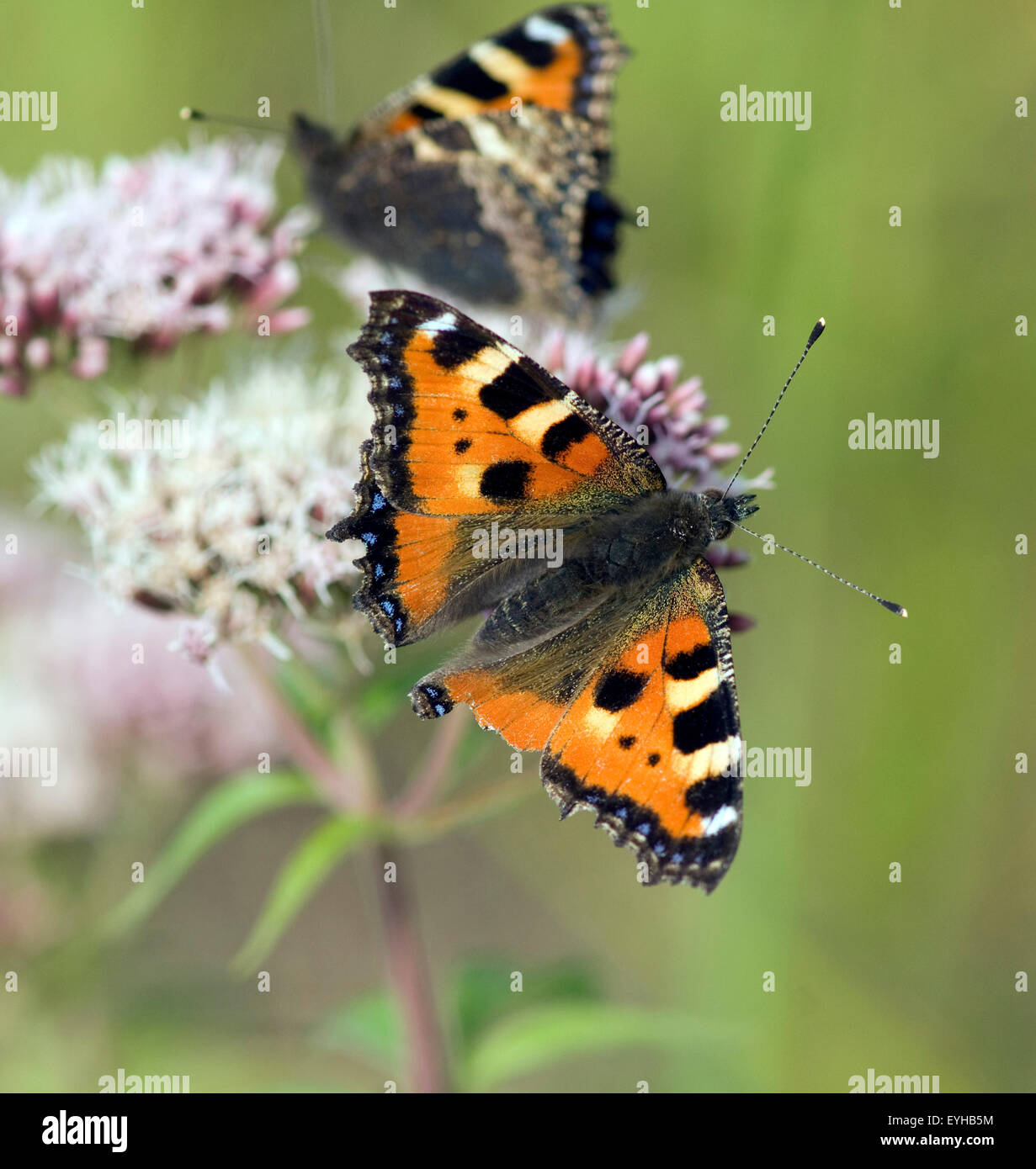 Kleiner Fuchs, Aglais urticae, Wasserdost Stock Photo - Alamy