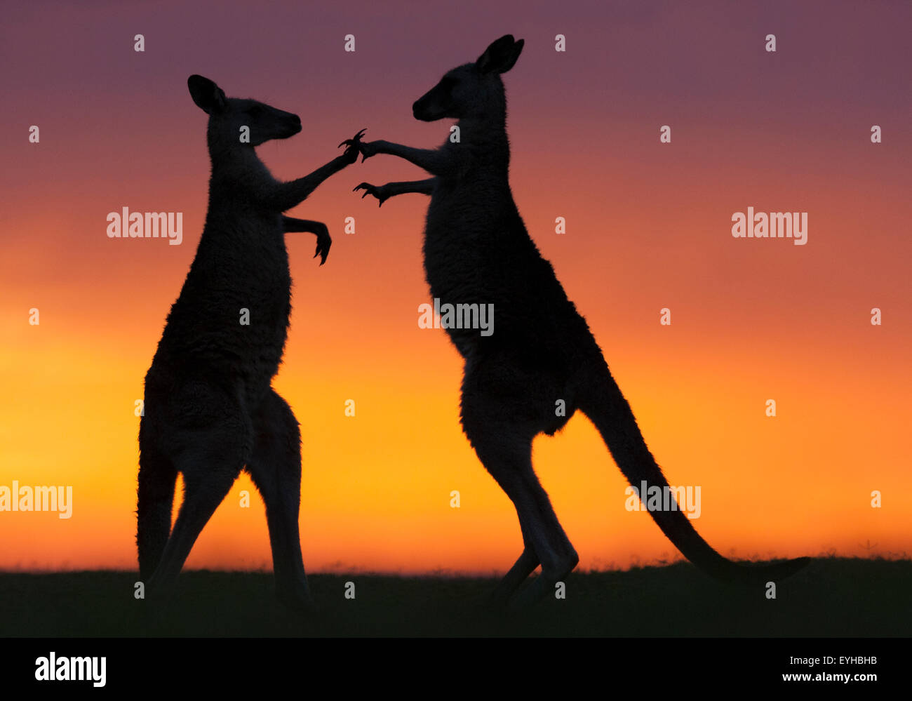 Kangaroos fighting hi-res stock photography and images - Alamy