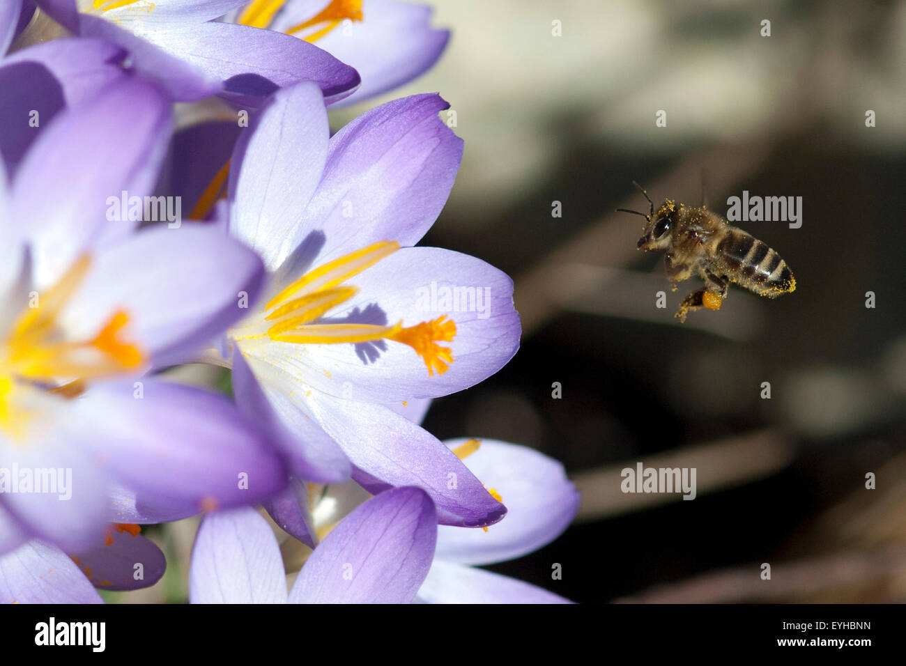 Bienen krokus hi-res stock photography and images - Alamy