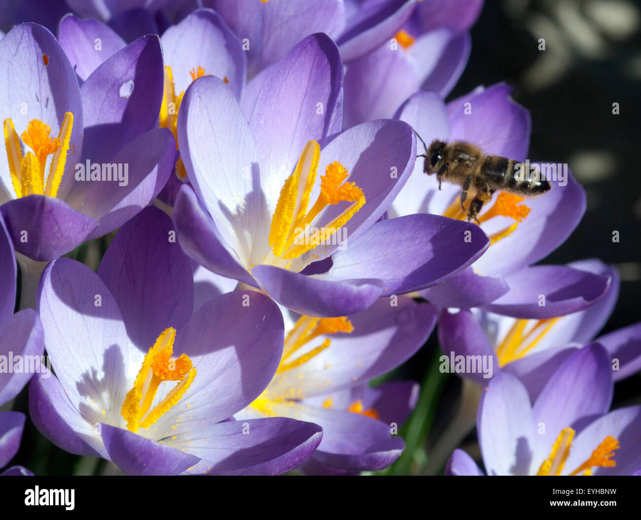 Bienen krokus hi-res stock photography and images - Alamy