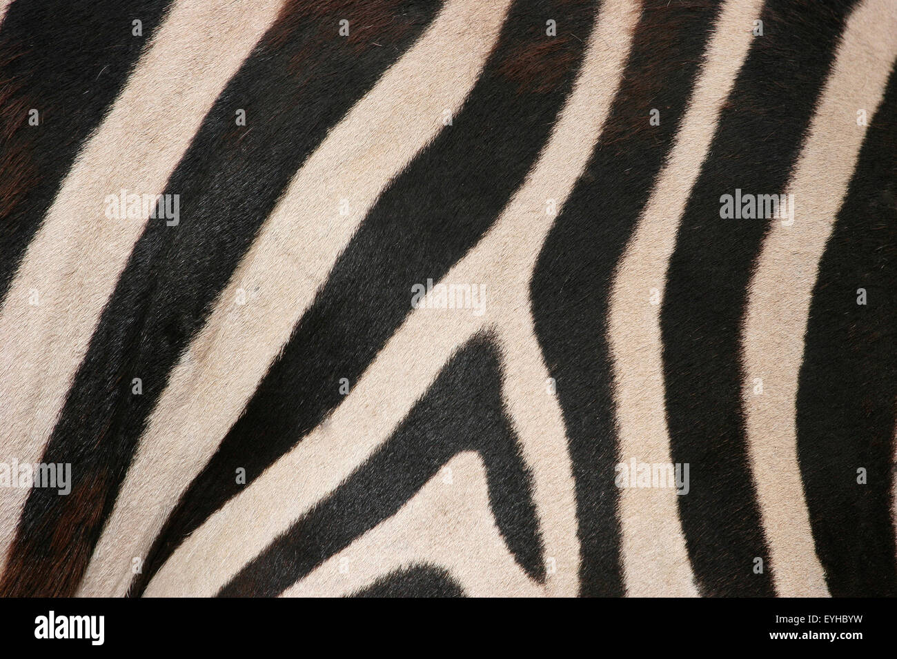 Captive zebra hi-res stock photography and images - Alamy