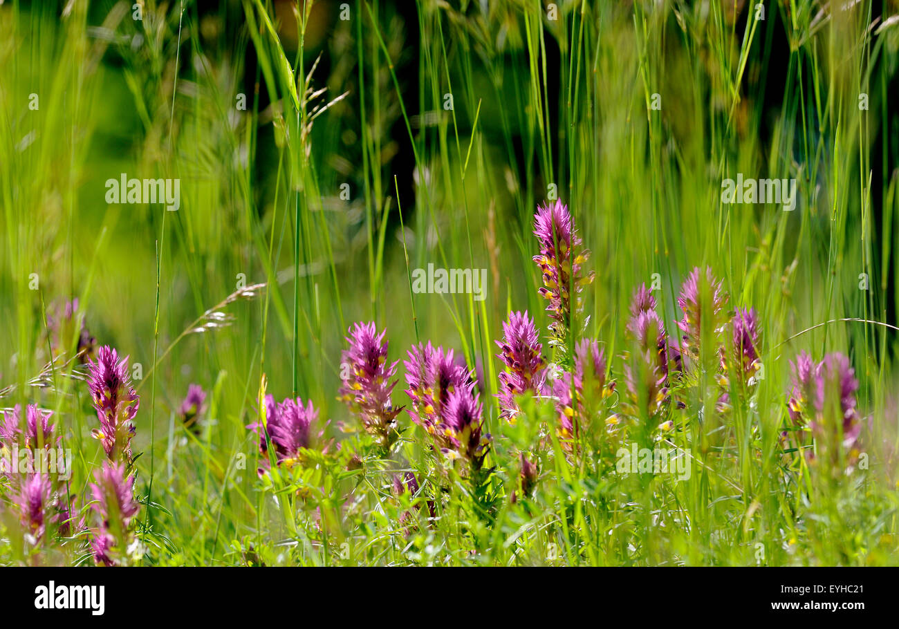 With field cow wheat hi-res stock photography and images - Alamy