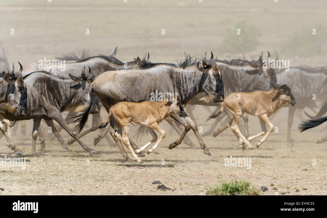 Gnu run hi-res stock photography and images - Alamy
