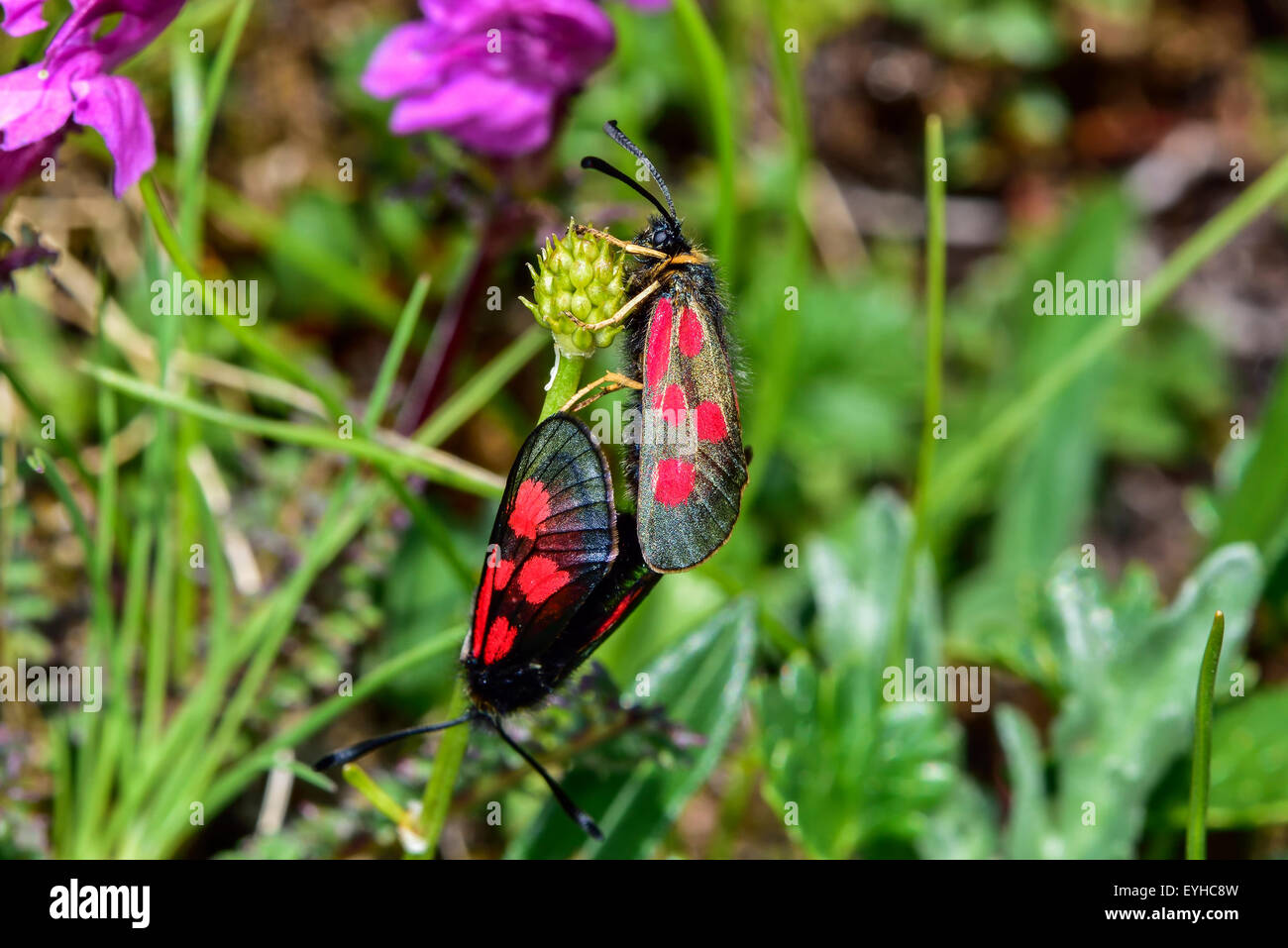 Closeup photo of the Slender Scotch Burnet moth Stock Photo - Alamy