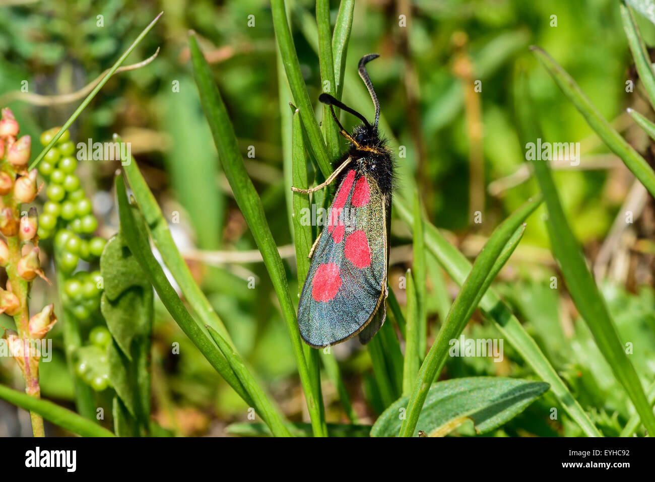 Closeup photo of the Slender Scotch Burnet moth Stock Photo - Alamy
