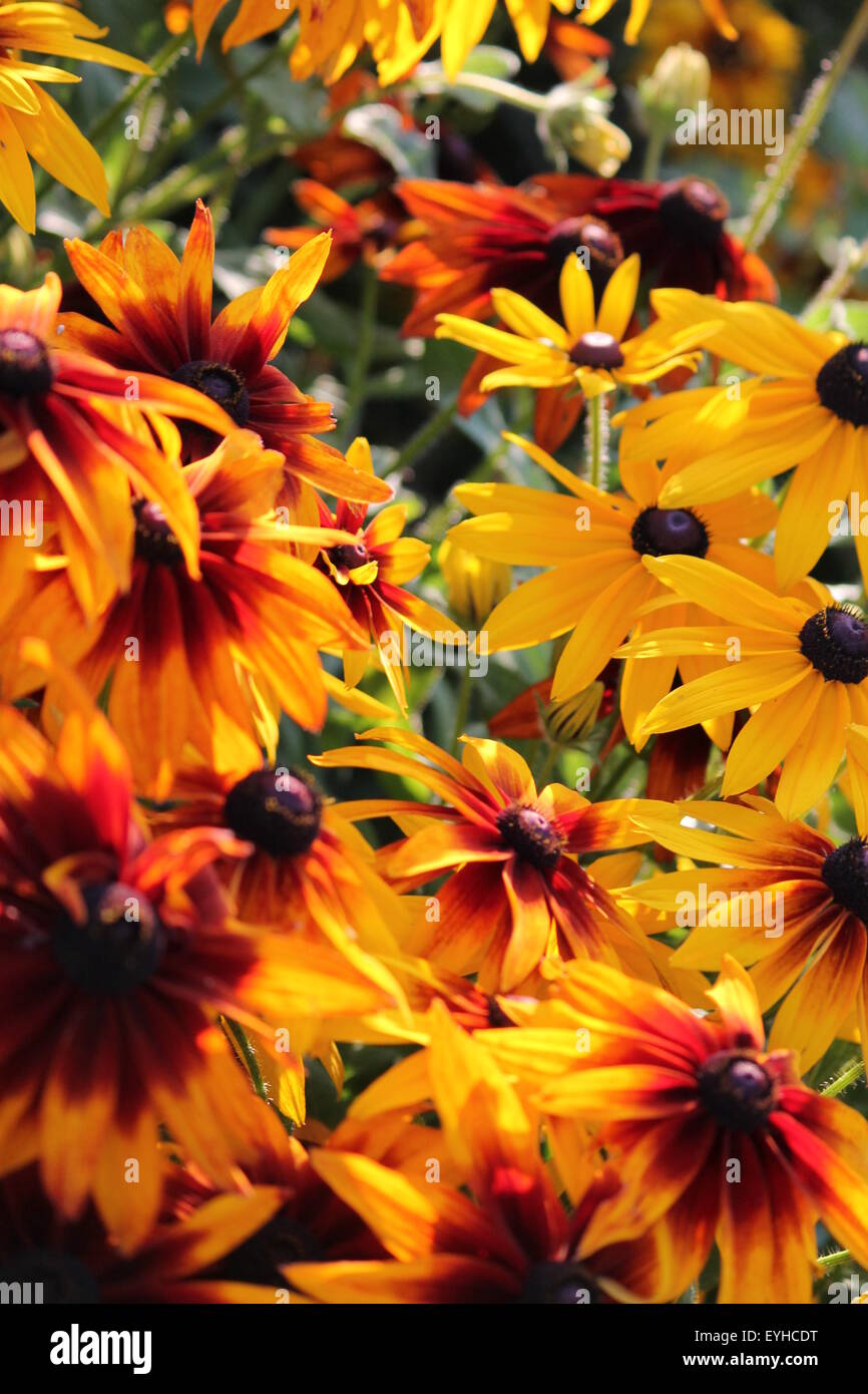 sort of bright orange garden rudbeckia in pompous summer bloom Stock ...