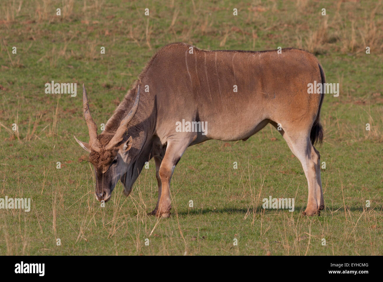 Beautiful african antelope eating in the grass Stock Photo - Alamy