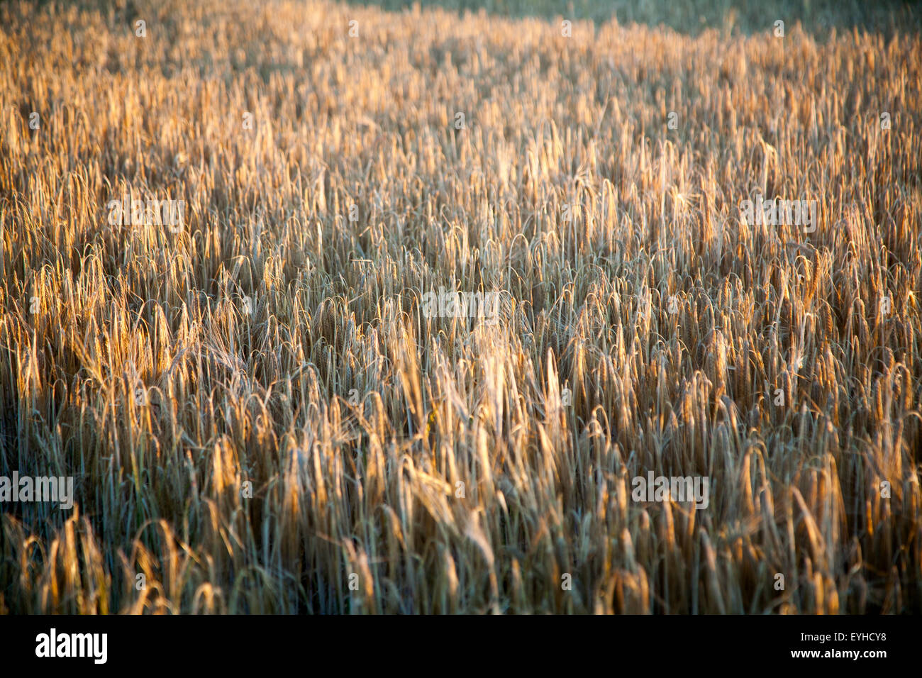 Barley crop hi-res stock photography and images - Alamy