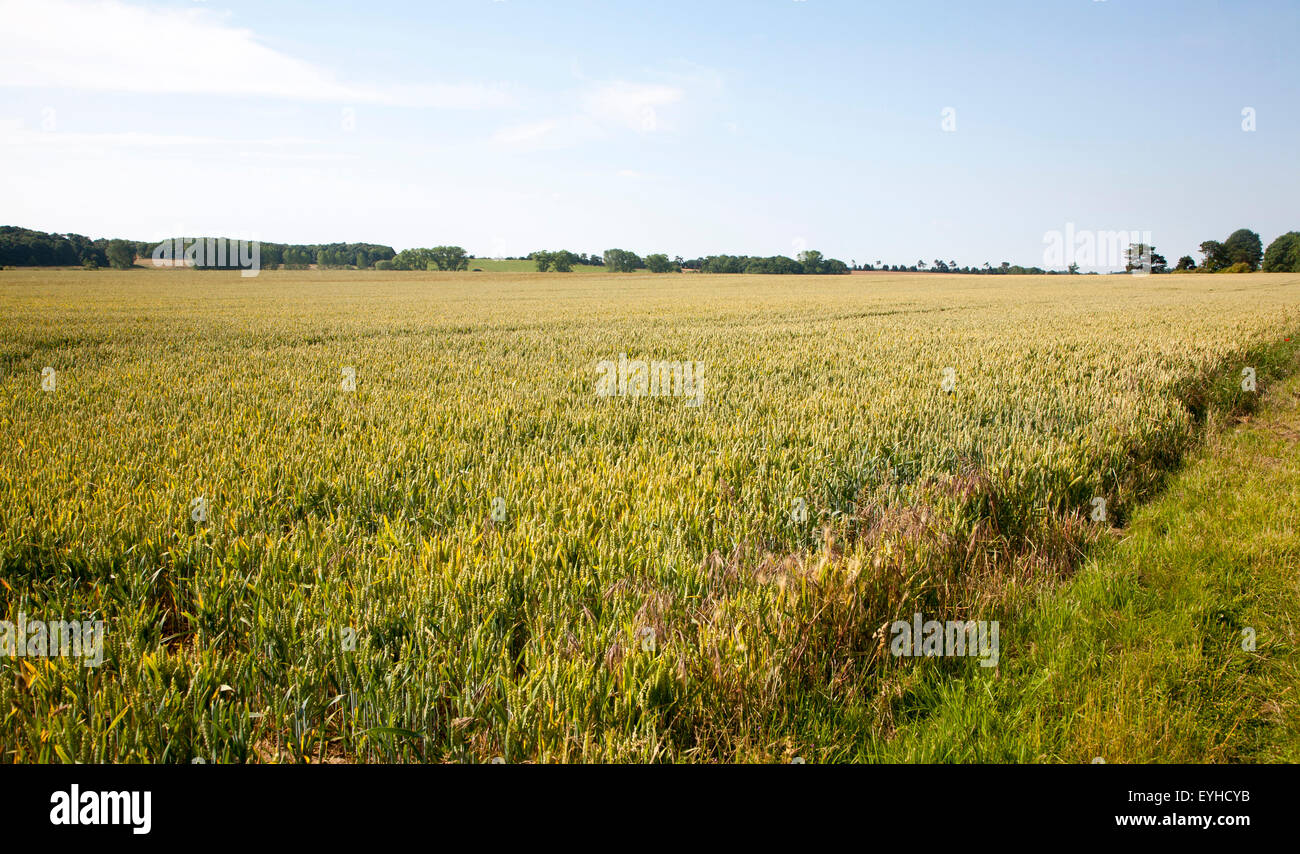 Wheat crop ready to be harvested growing in field, Suffolk, England, UK ...