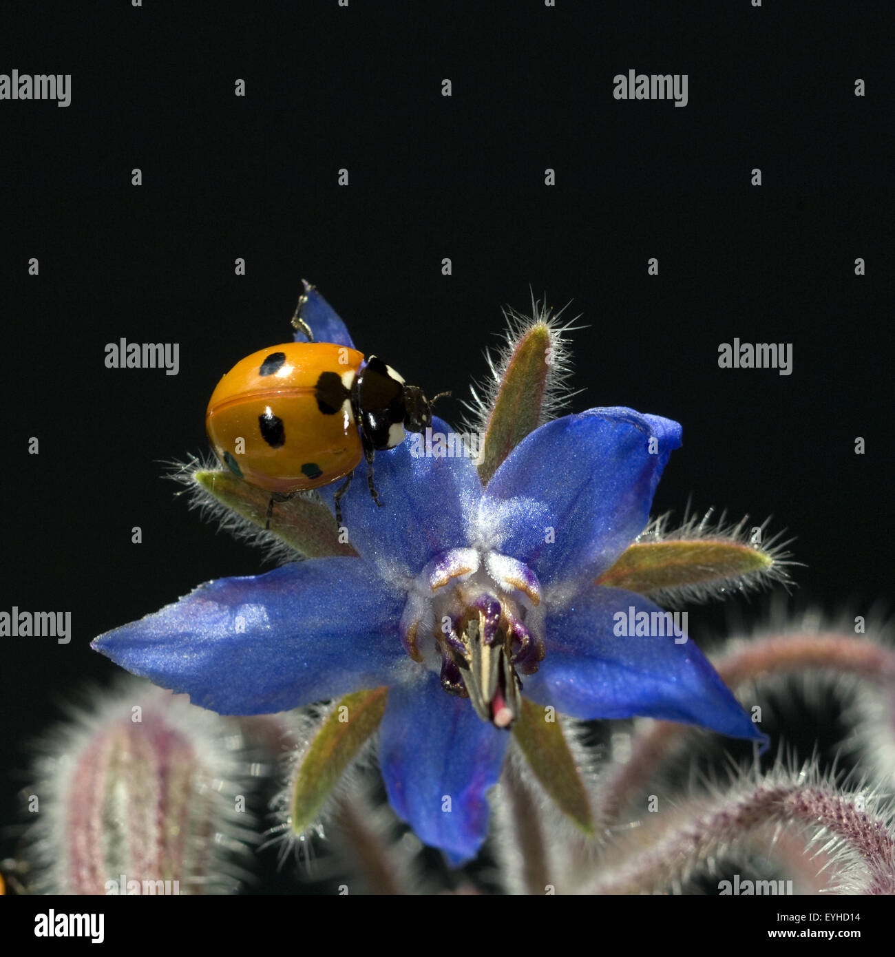 Marienkaeferarten hi-res stock photography and images - Alamy