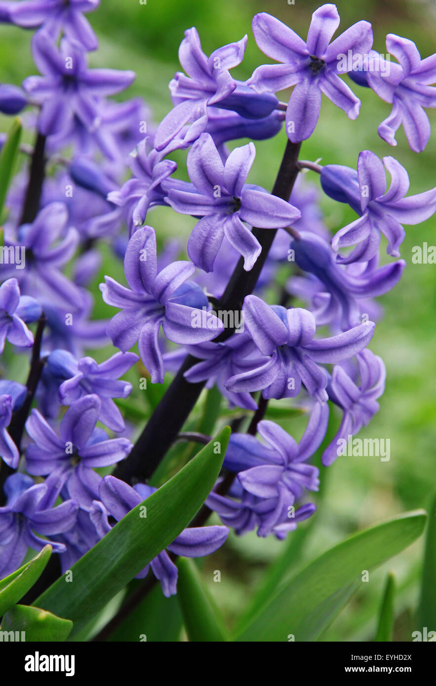 Purple hyacinths (hyacinthus) is one of the first beautiful spring ...
