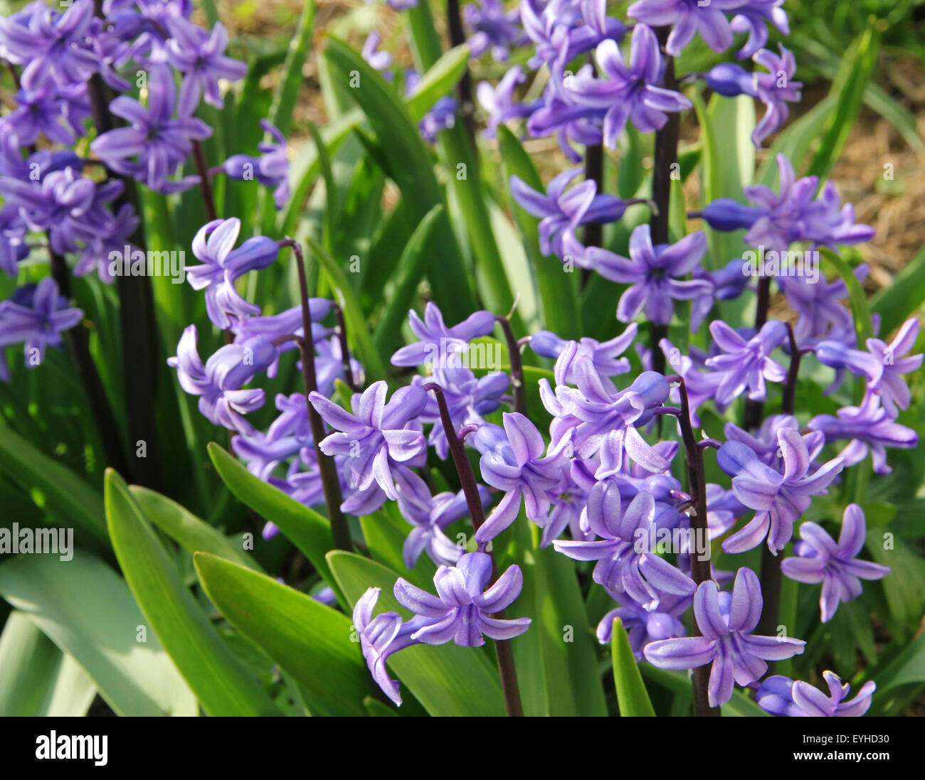 Purple hyacinths (hyacinthus) is one of the first beautiful spring ...