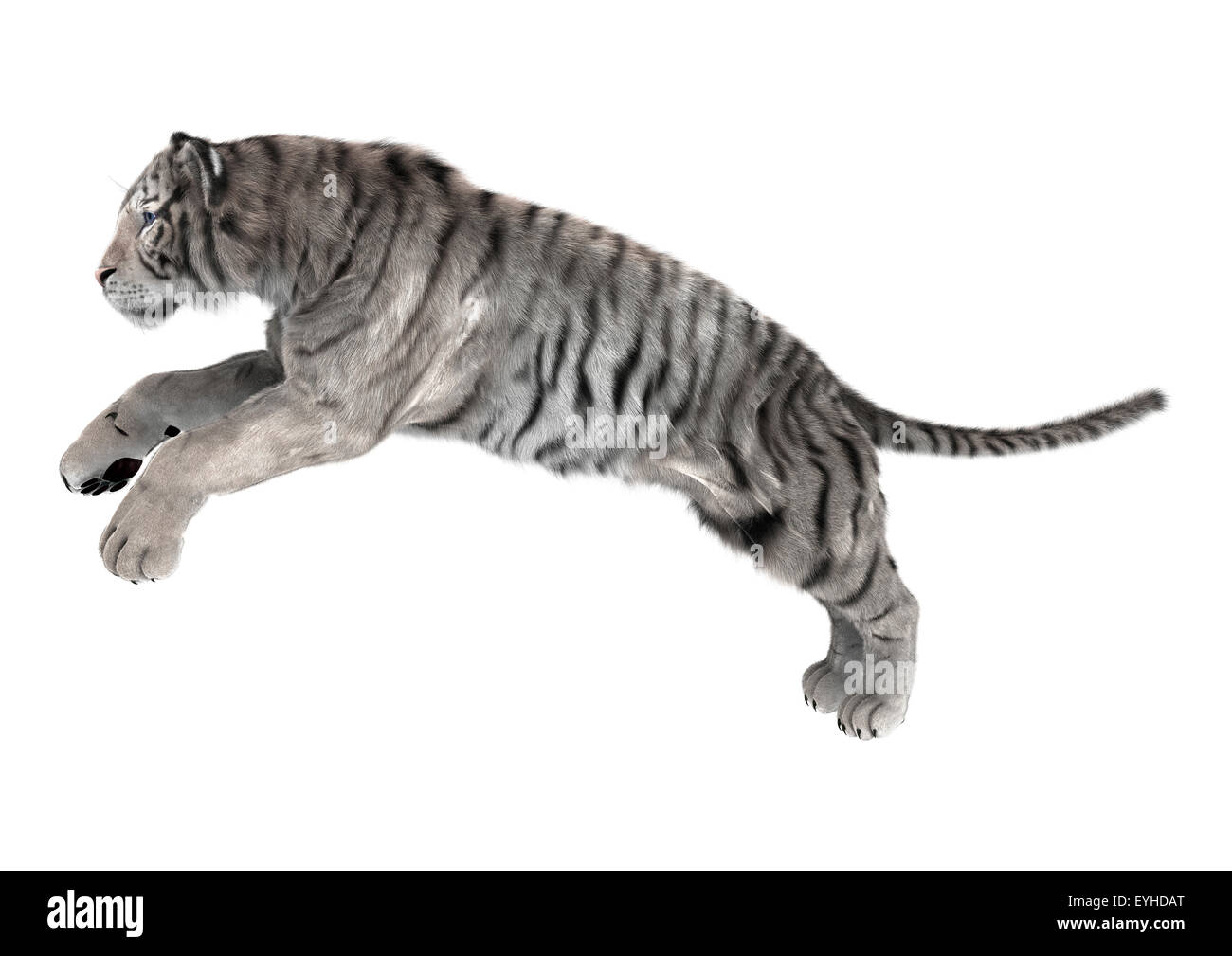 White Tiger Running