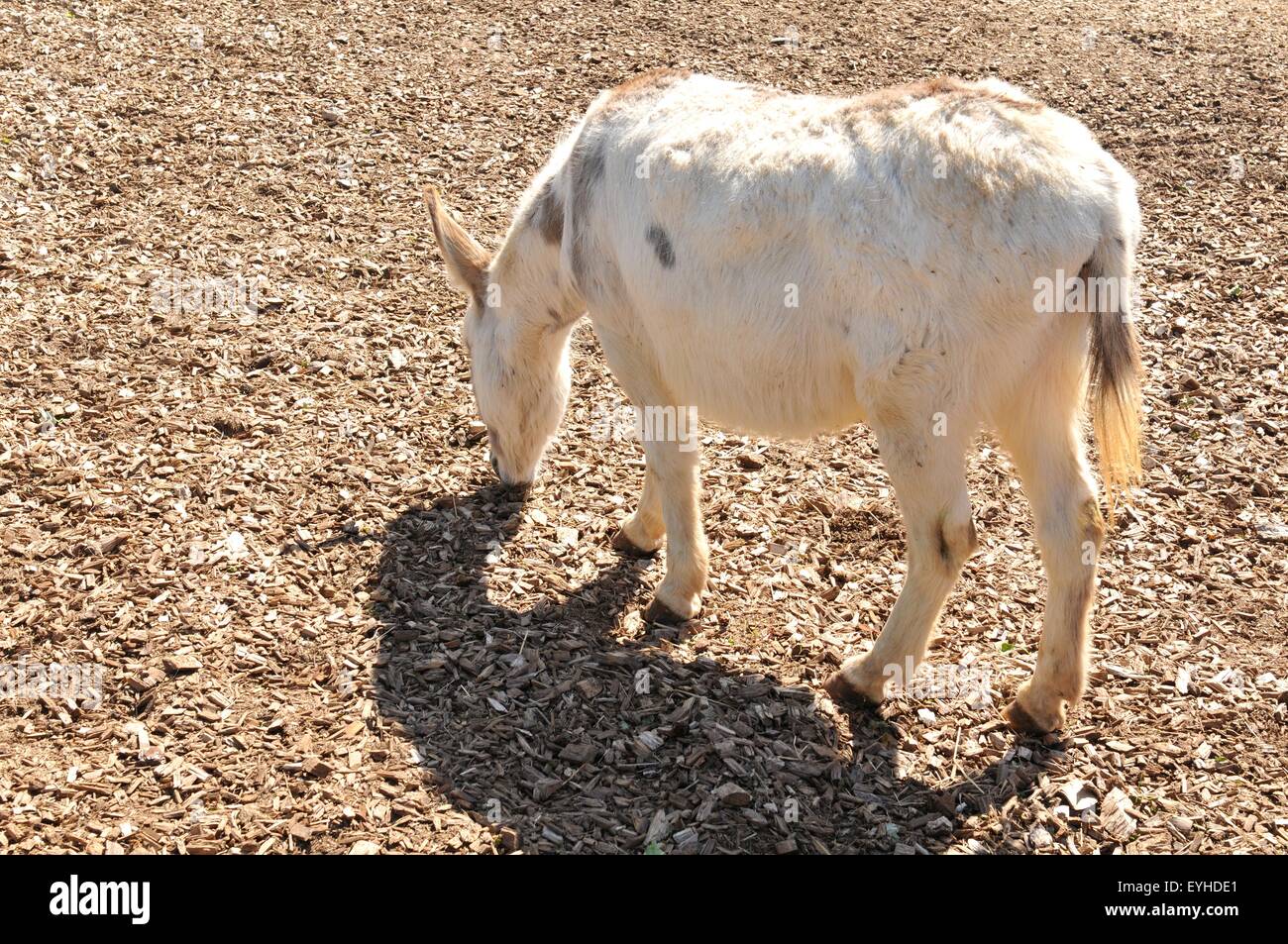 Donkey's back hi-res stock photography and images - Alamy