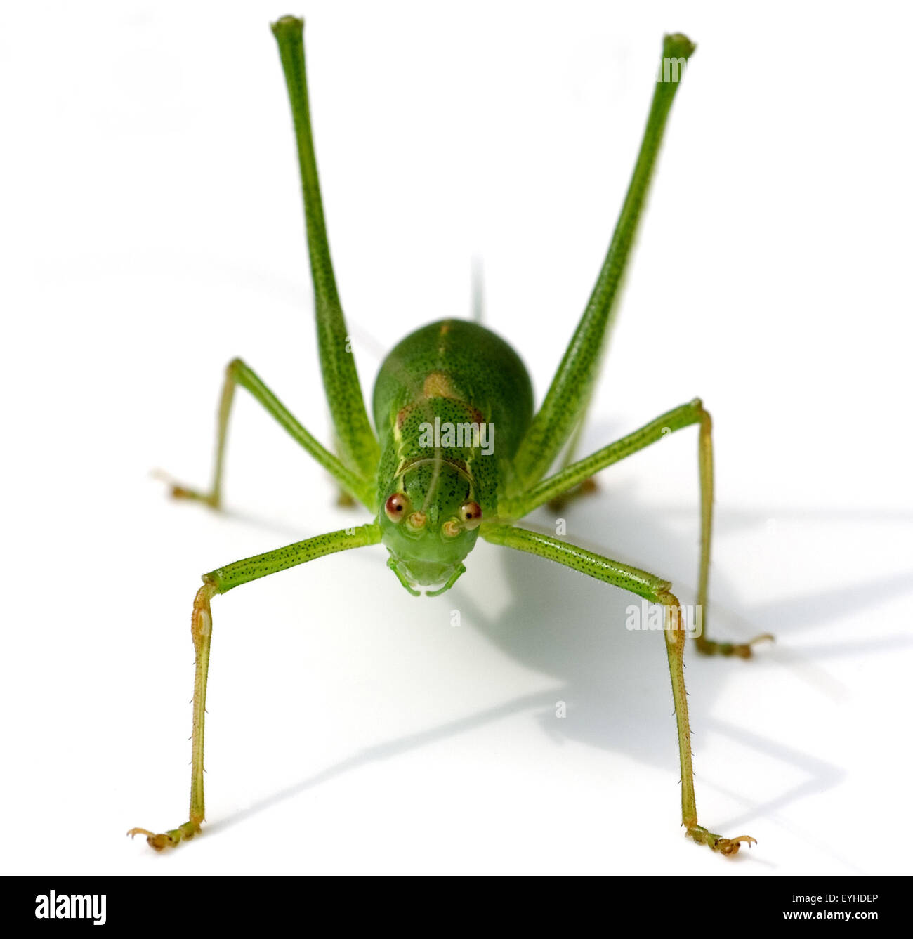 Plumpschrecke; Isophya kraussi Stock Photo - Alamy