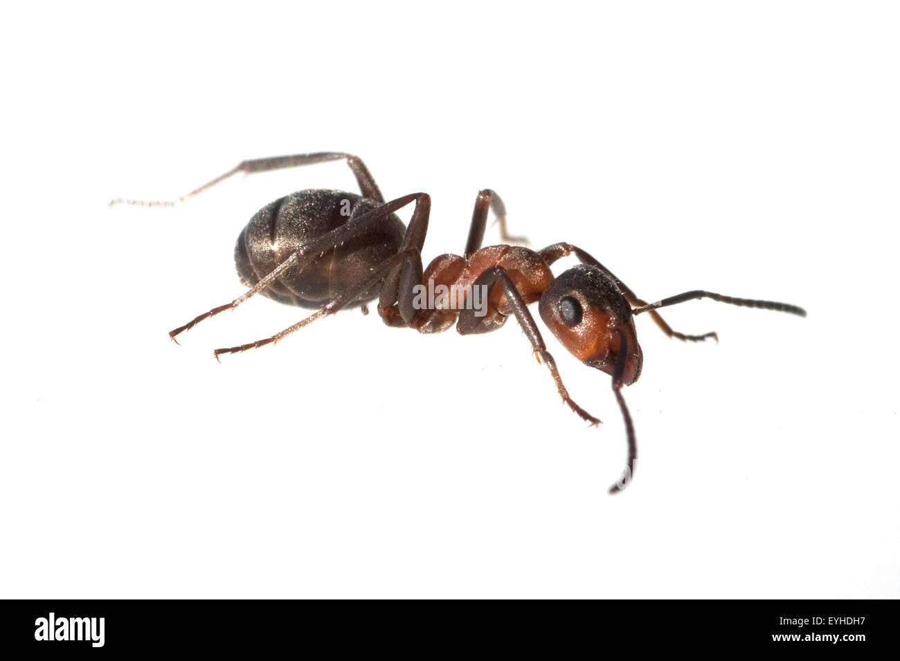 Rote; Waldameise; Fuehler; Ameise; Formica; rufa Stock Photo - Alamy
