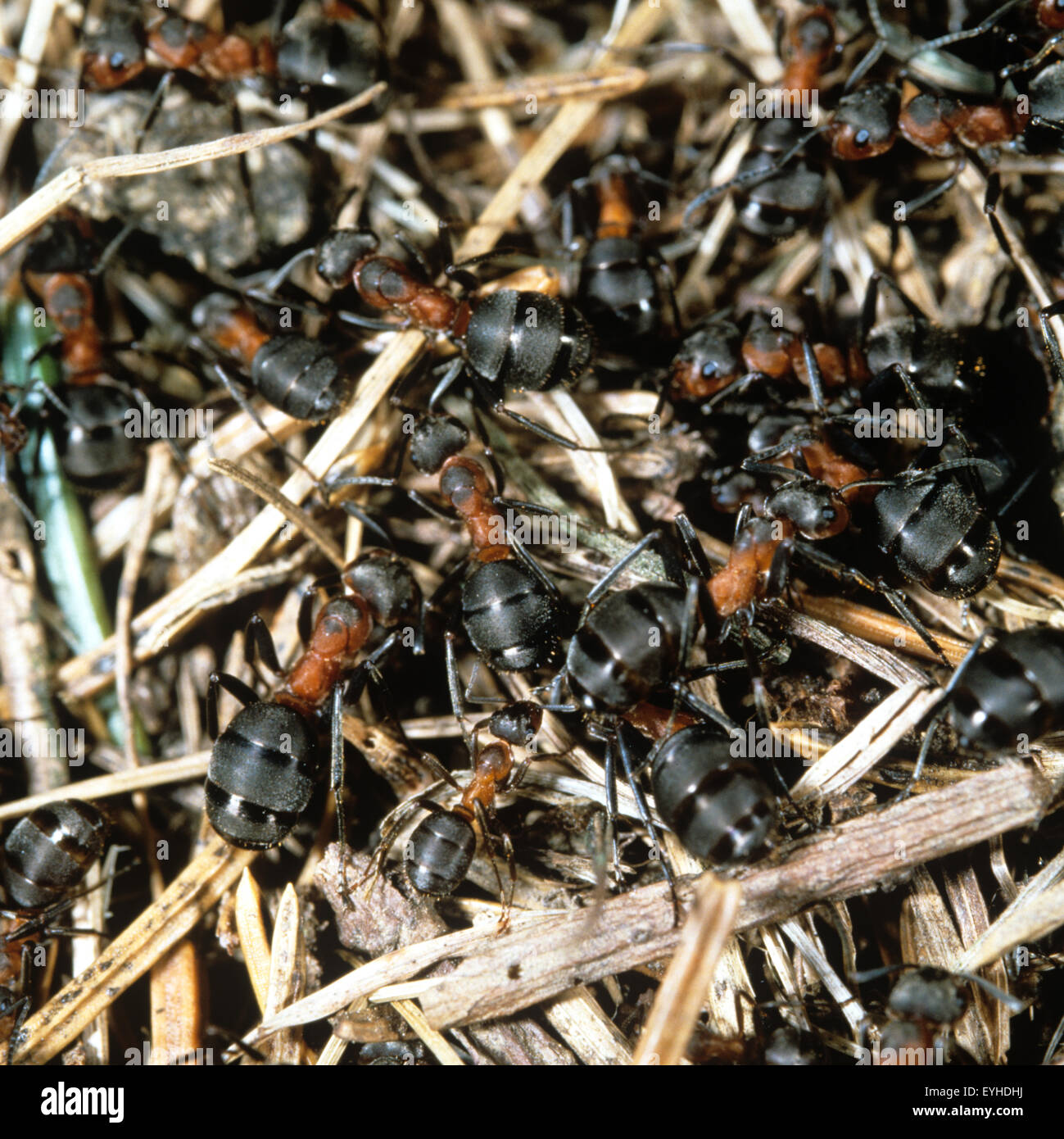 Rote, Waldameise, Formica; rufa Stock Photo - Alamy