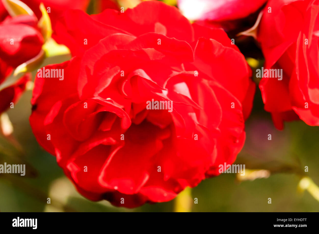Red rose flowers Stock Photo - Alamy