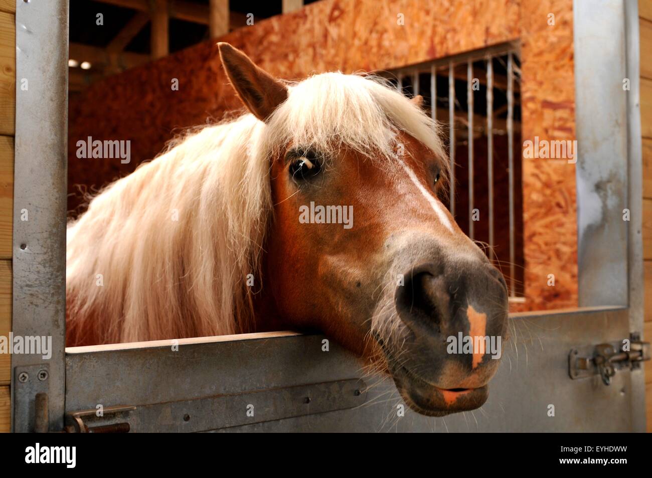 Portrait of a horse at the stables Stock Photo - Alamy