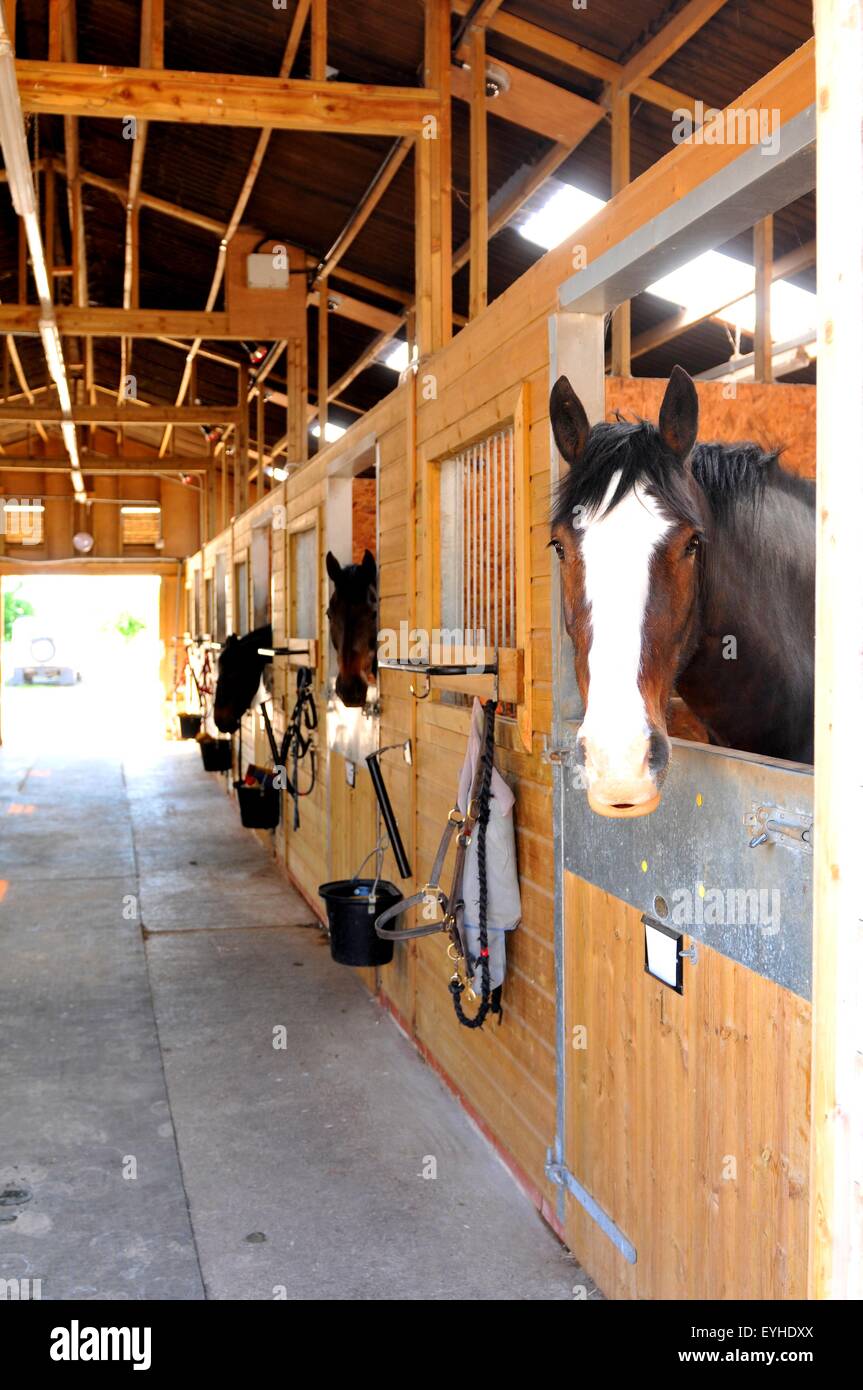 Portrait of a horse at the stables Stock Photo - Alamy