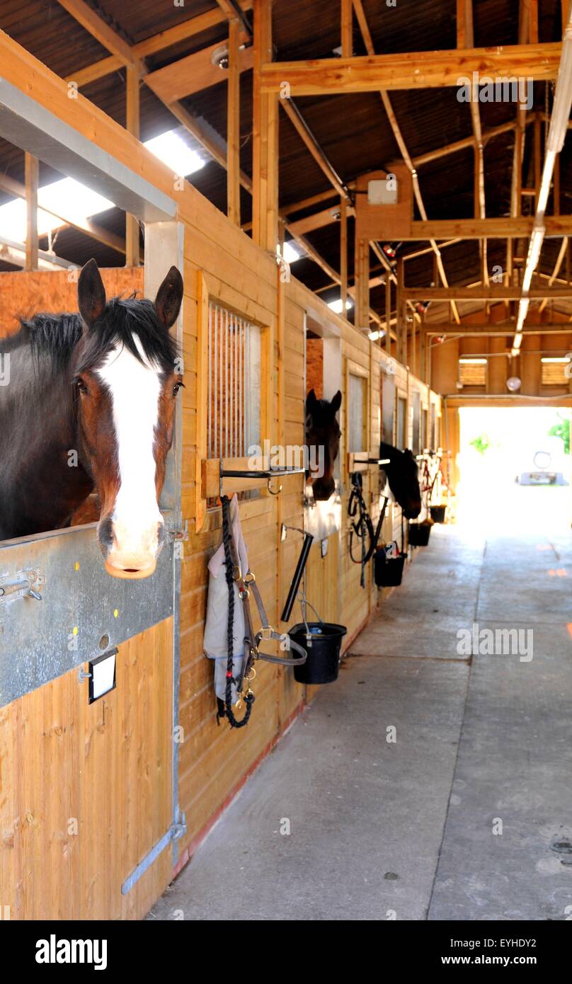 Portrait of a horse at the stables Stock Photo - Alamy
