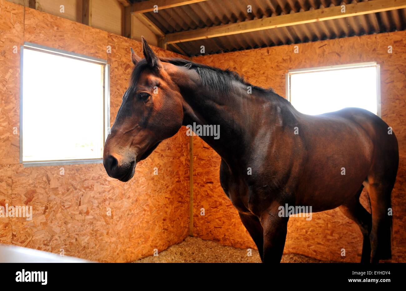 Portrait of a horse at the stables Stock Photo - Alamy