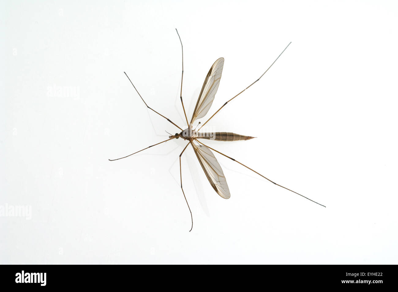 Schnake, Tipulidae, Zweifluegler Stock Photo - Alamy