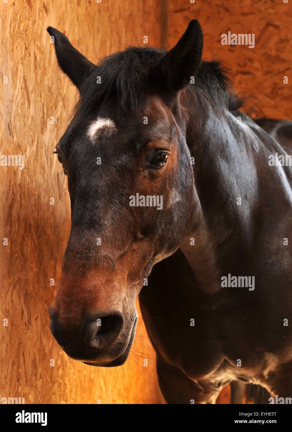 Portrait of a horse at the stables Stock Photo - Alamy