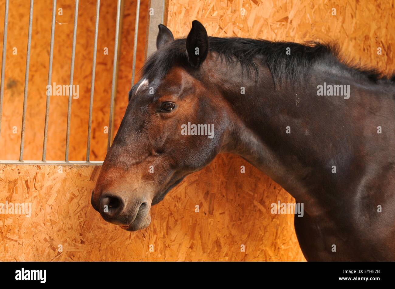 Portrait of a horse at the stables Stock Photo - Alamy