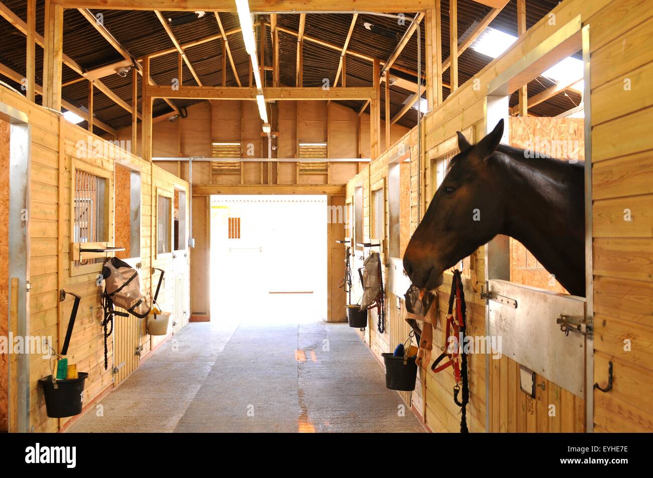 Portrait of a horse at the stables Stock Photo - Alamy