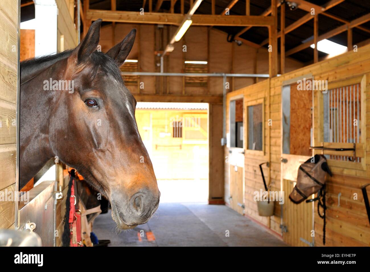 Portrait of a horse at the stables Stock Photo - Alamy