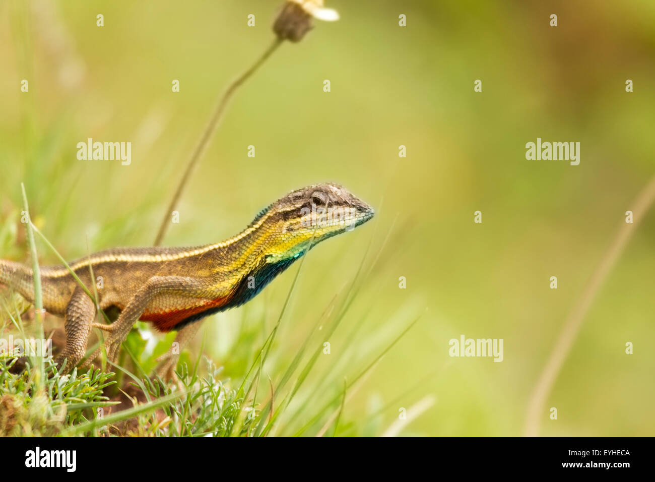Fan throated lizard hi-res stock photography and images - Alamy