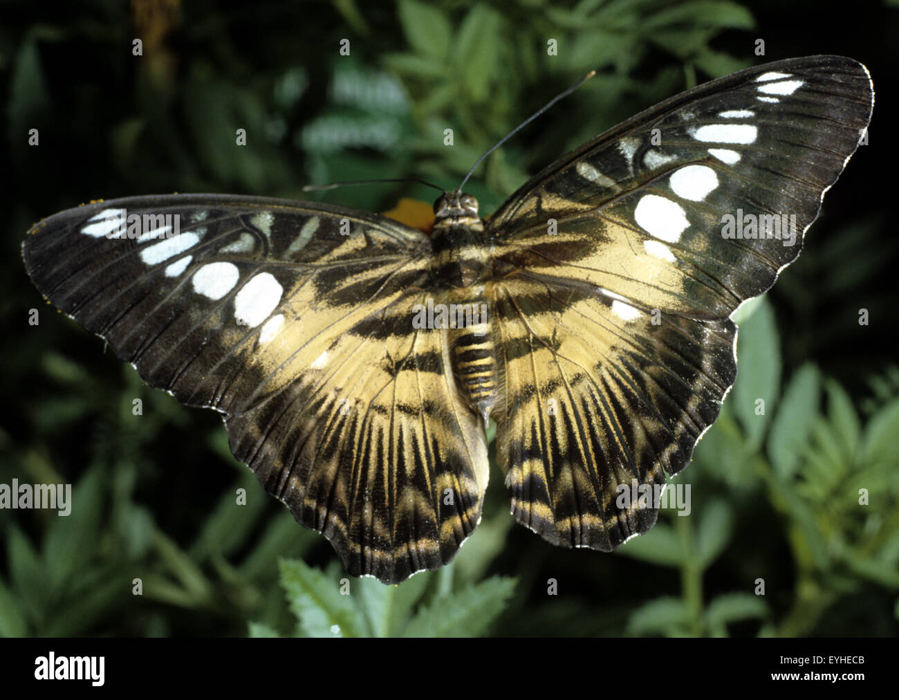 Segler, Schmetterling, Falter, Insekt Stock Photo - Alamy