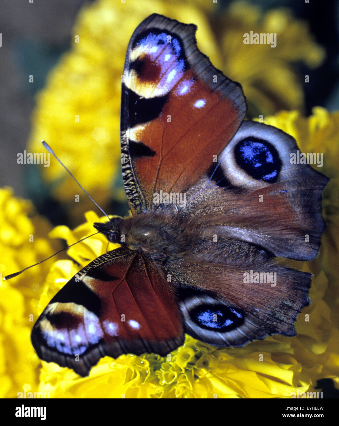Tagpfauenauge, Inachis, io Stock Photo - Alamy