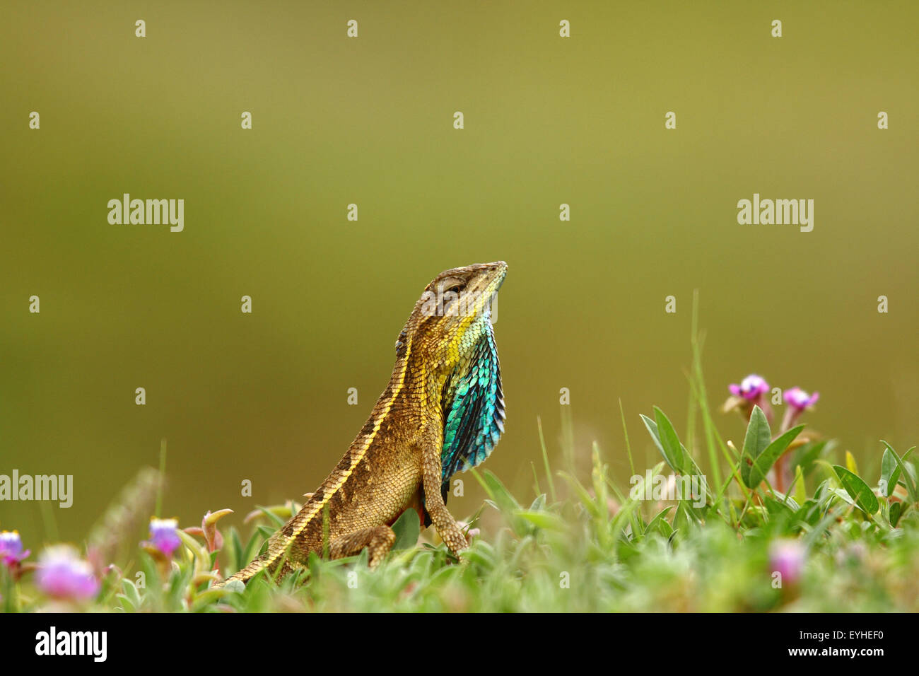 Indian lizards hi-res stock photography and images - Alamy